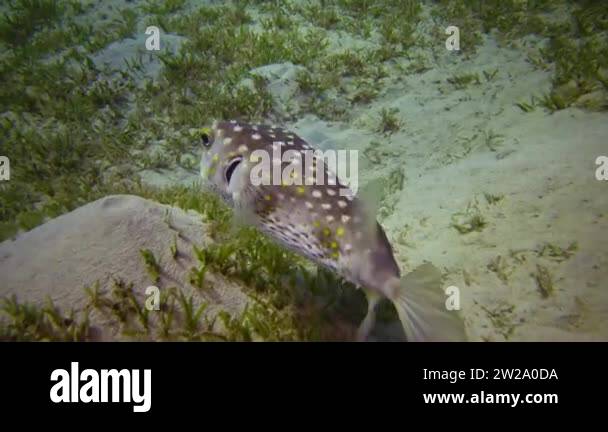 Yellowspotted burrfish (Cyclichthys spilostylus), fish swims above the ...