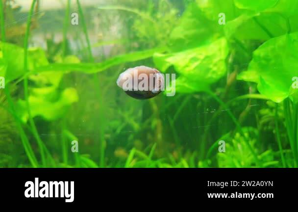 Slime fish Stock Videos & Footage - HD and 4K Video Clips - Alamy