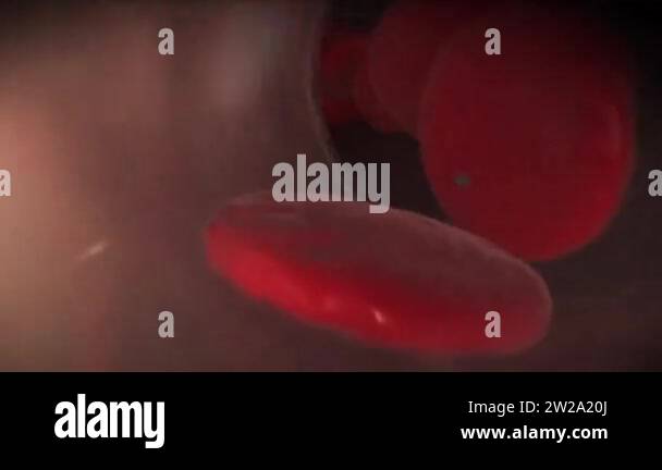 The blood circulatory system (cardiovascular system) delivers nutrients ...