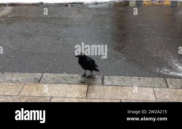 Evil looking bird Stock Videos & Footage - HD and 4K Video Clips - Alamy