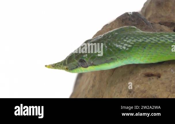 Rhinoceros Ratsnake or Rhynchophis Boulengeri. Also Known as Rhinoceros ...