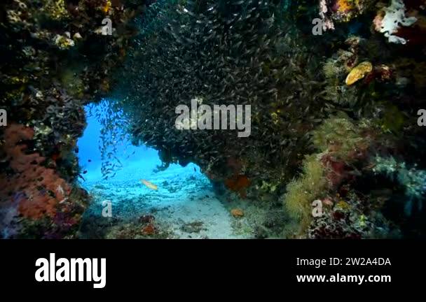 Glass fish closeup. Adult small transparent fish.They are hiding in an ...