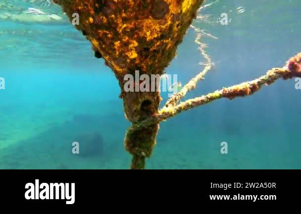 Deep sea with fish and floating buoy, nature underwater. Transparent ...