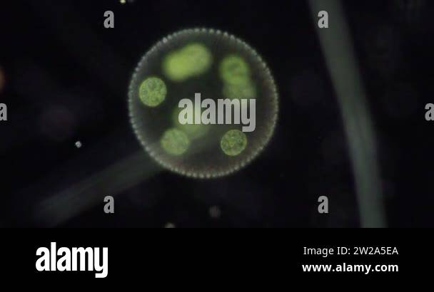 Volvox in drop of water under the microscope for classroom education ...