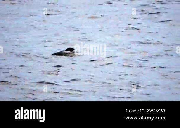 Webbed wing Stock Videos & Footage - HD and 4K Video Clips - Alamy