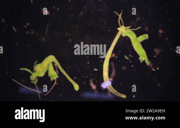 Hydra is a genus of small, fresh-water animals of the phylum Cnidaria ...