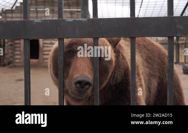 Brown bear behind bars in zoo cage. Big upset brown bear in capture of ...