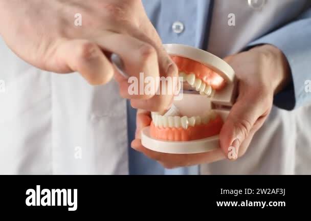 Dentist showing jaw model, giving lesson on proper teeth and oral ...