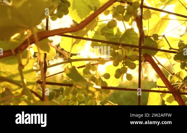 winemaking concept. grape business. beautiful clusters of ripening ...