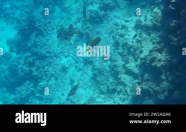 Underwater shooting of the fishes and reef in red sea Stock Video ...