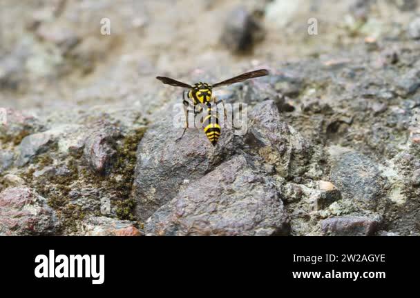 Mimic wasp Stock Videos & Footage - HD and 4K Video Clips - Alamy