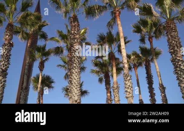 Looking up on the palm trees. Gimbal. Tropical summer vacation. Ecology ...