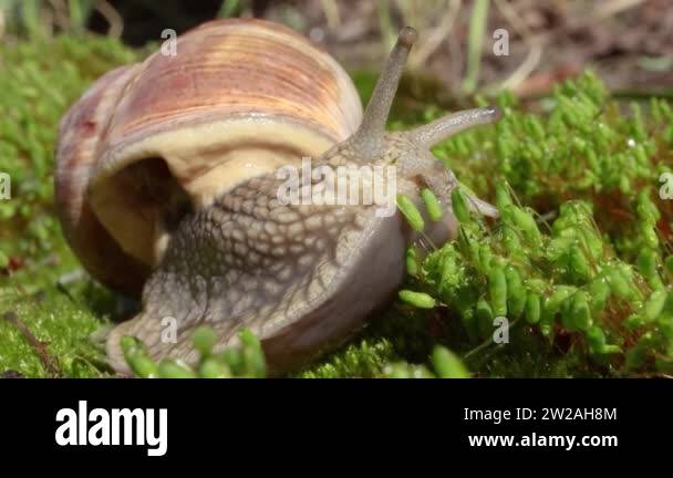 Helix pomatia also Roman snail, Burgundy snail, edible snail or ...
