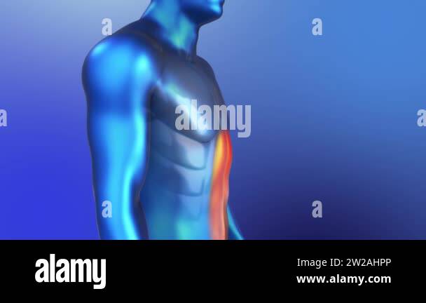 3D Anatomy of Human Muscles. Blue Style Human Abdominal Muscles Loop ...