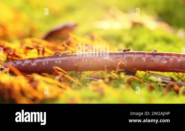 An earthworm is a terrestrial invertebrate that belongs to the class ...