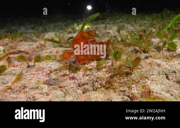 Little octopus. Exciting night diving off the Philippine Islands Stock ...