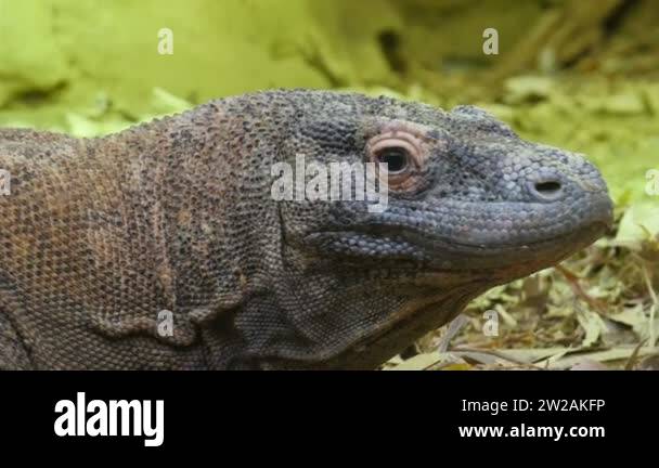 Puffed tail Stock Videos & Footage - HD and 4K Video Clips - Alamy