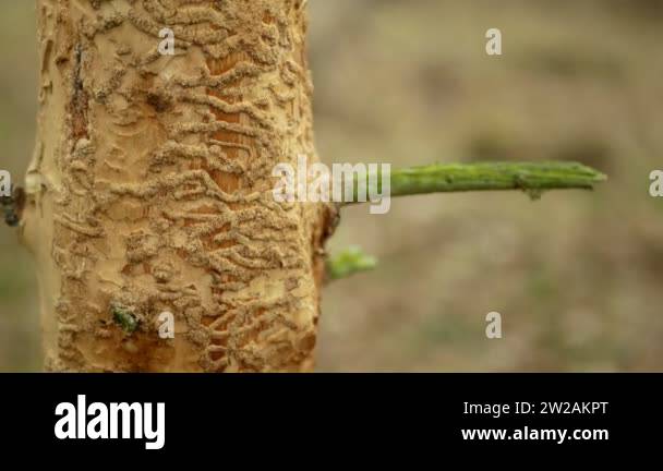 Bark wood beetle pest Ips typographus, spruce and bast tree infested ...