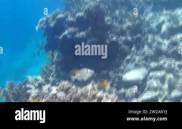 Underwater shooting of the fishes and reef in red sea Stock Video ...