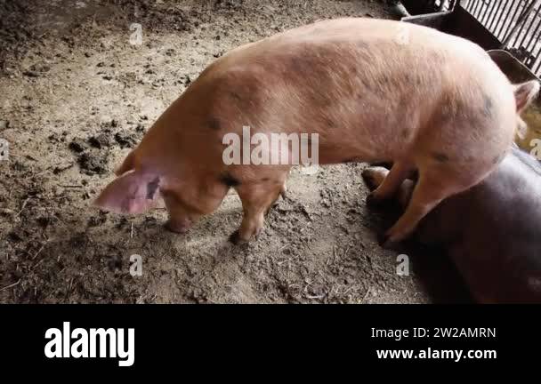 Pig production farm Stock Videos & Footage - HD and 4K Video Clips - Alamy