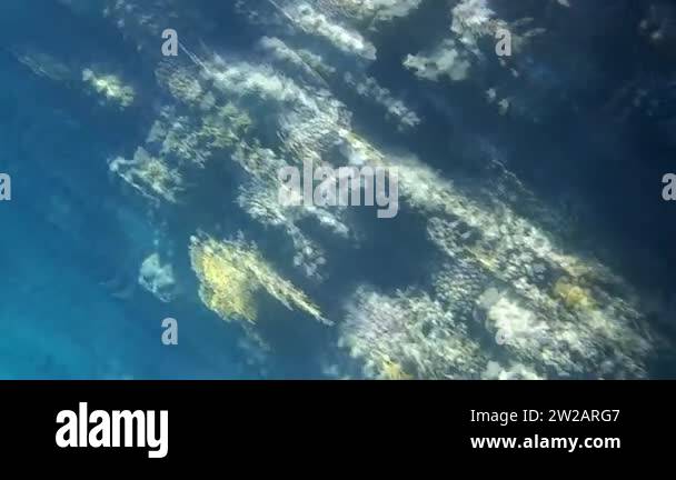 Underwater shooting of the fishes and reef in red sea Stock Video ...
