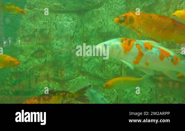 Edible fish species Stock Videos & Footage - HD and 4K Video Clips - Alamy