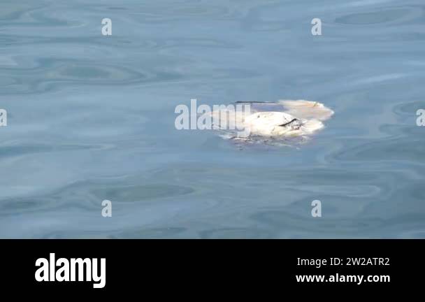 Corpse of bird in ocean water. Dead seabird as symbol of environmental ...