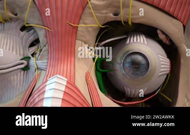 Animated Human eye anatomy Stock Video Footage - Alamy