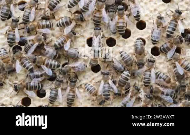 Honey Bee Brood. Brood care. The Birth of a Bee. Worker bee emerging ...