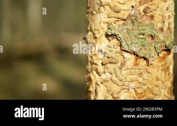 Bark wood beetle pest Ips typographus infestation, spruce and bast tree ...