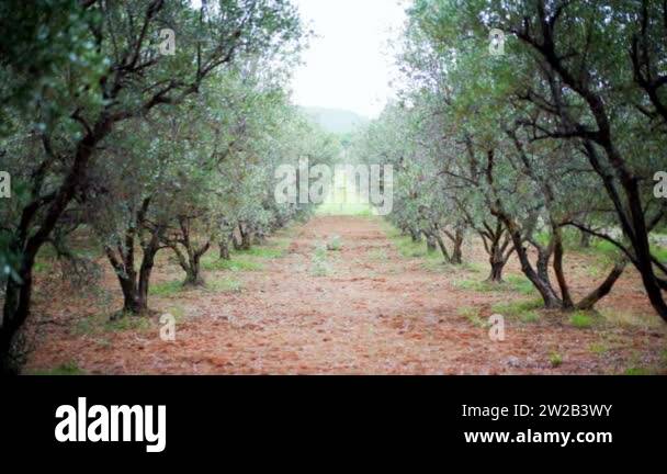 Italian olive tree garden in rural countryside, green mature olive ...