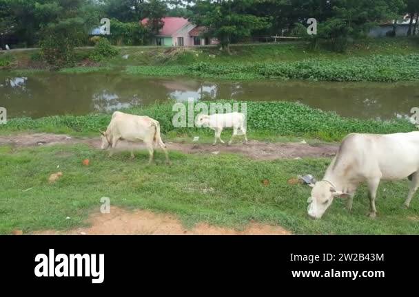 Leader cow Stock Videos & Footage - HD and 4K Video Clips - Alamy