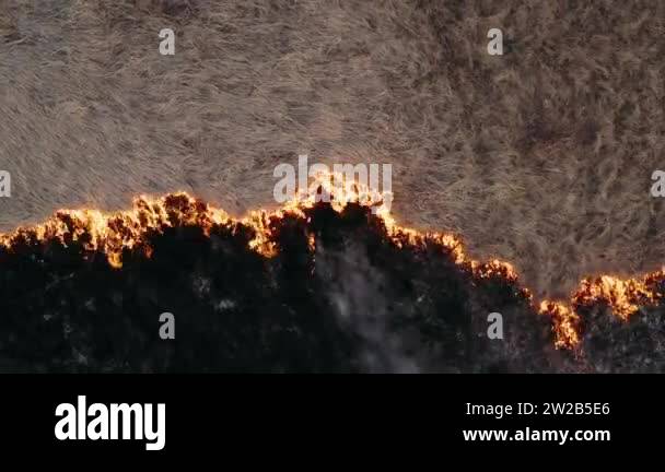 Natural disaster, burning field. Epic aerial photography, smoke clouds ...