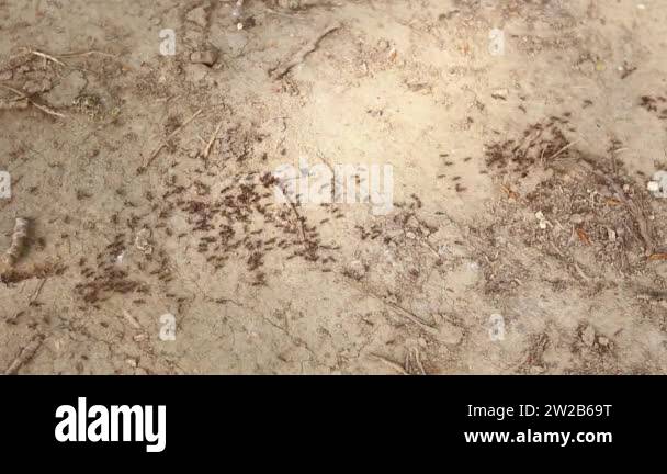 View of a column of army ants moving along a path.Ants are passing ...