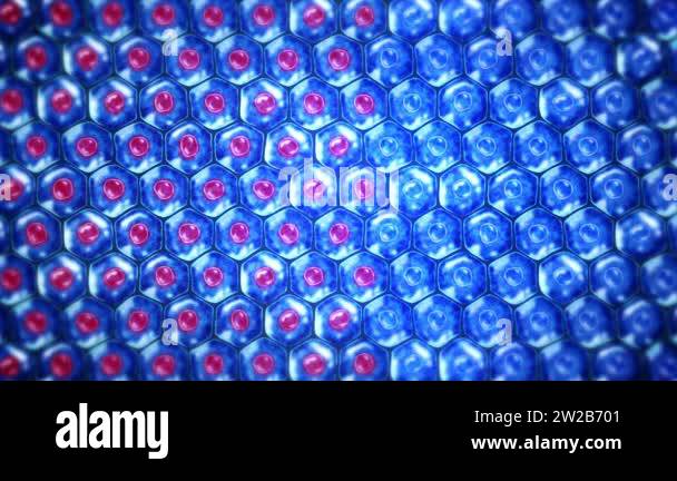 Human skin cells. Each cell with membrane. Cellular therapy. Disease ...