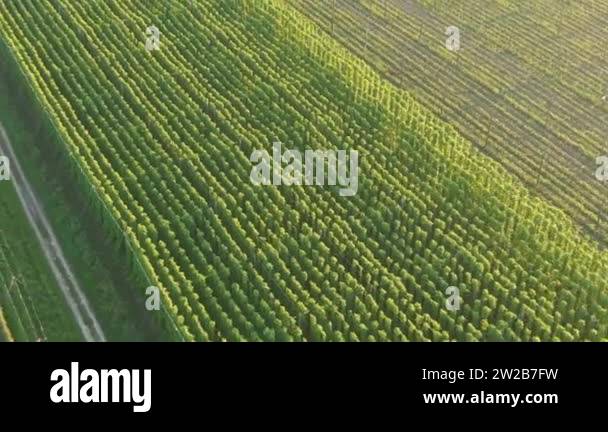 Hop plantation field fields Stock Videos & Footage - HD and 4K Video ...