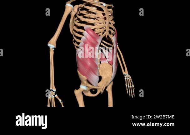 This video shows the abdominal external oblique muscles on skeleton ...