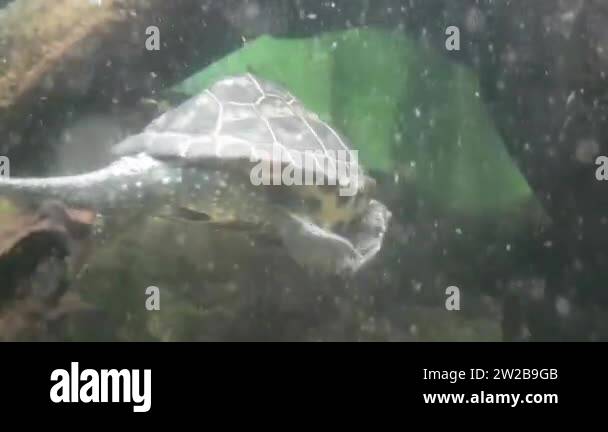 Turtle submarine Stock Videos & Footage - HD and 4K Video Clips - Alamy