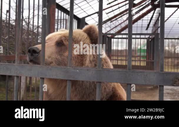 Brown bear behind bars in zoo cage. Big upset brown bear in capture of ...