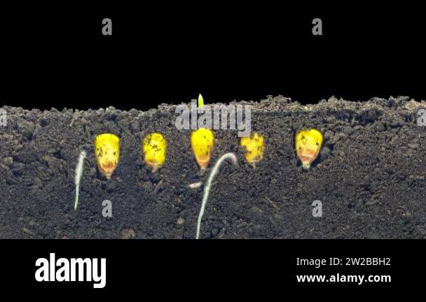 Macro Time lapse video of a bean seeds growing from the ground in soil ...