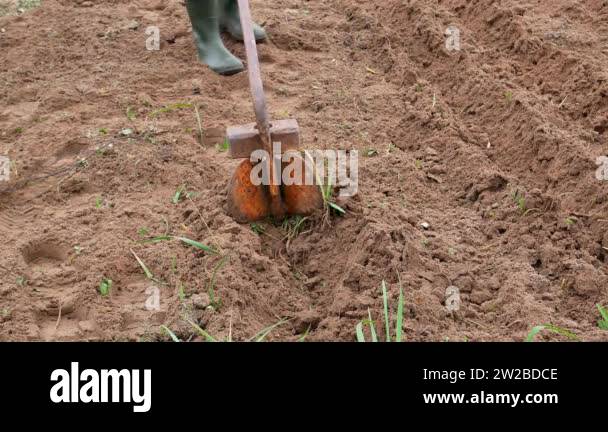 The process of plowing agricultural land with a hand plow. Iron plow ...