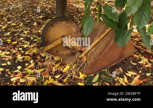 An old garden wheelbarrow lies upside down in the garden under an ...