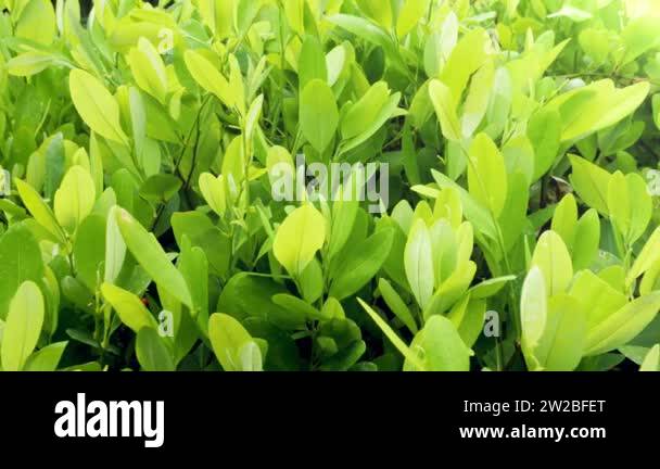 4k dolly video of green coca leaves growing on bush. Very dangerous ...