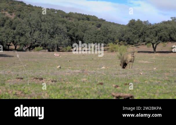 4K, Black Iberian pigs grazing through the oak trees in grassland ...