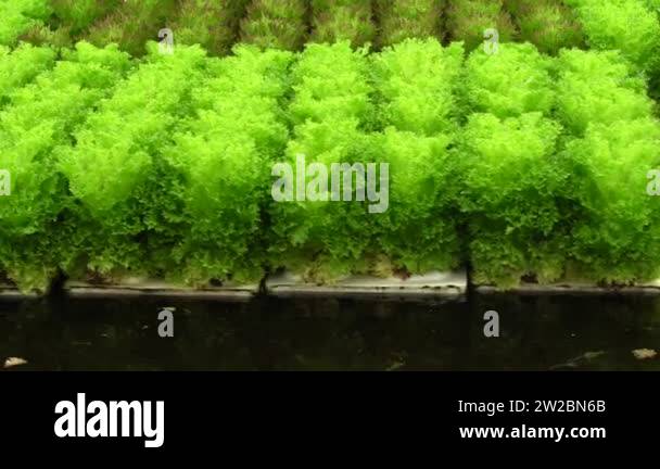 Plantation pattern Stock Videos & Footage - HD and 4K Video Clips - Alamy