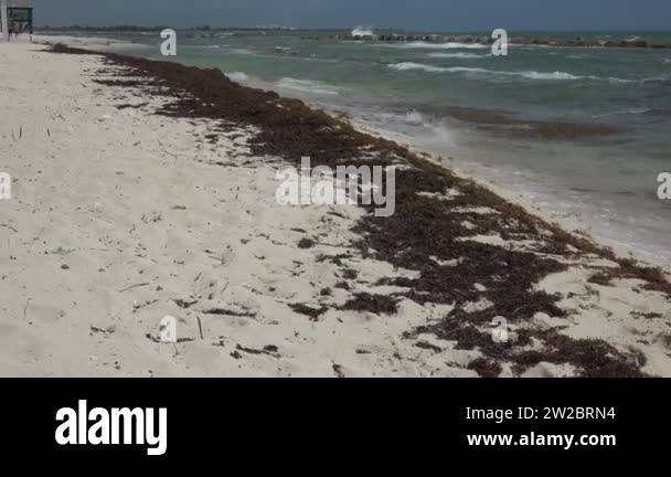 Seaweed decomposition Stock Videos & Footage - HD and 4K Video Clips ...