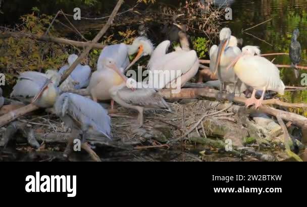 Dalmatian pelican (Pelecanus crispus) is the largest member of the ...