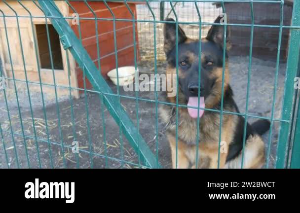 Poor shepherd Stock Videos & Footage - HD and 4K Video Clips - Alamy