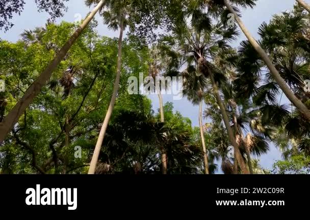 Wat Kham Chanot Insert view forest tree, Rainforest ecosystem and ...