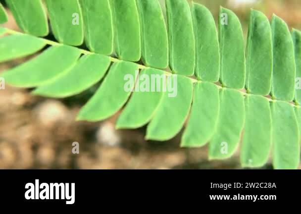 Green gleditsia leaves blue sky. Gleditsia tree branch with blue sky ...